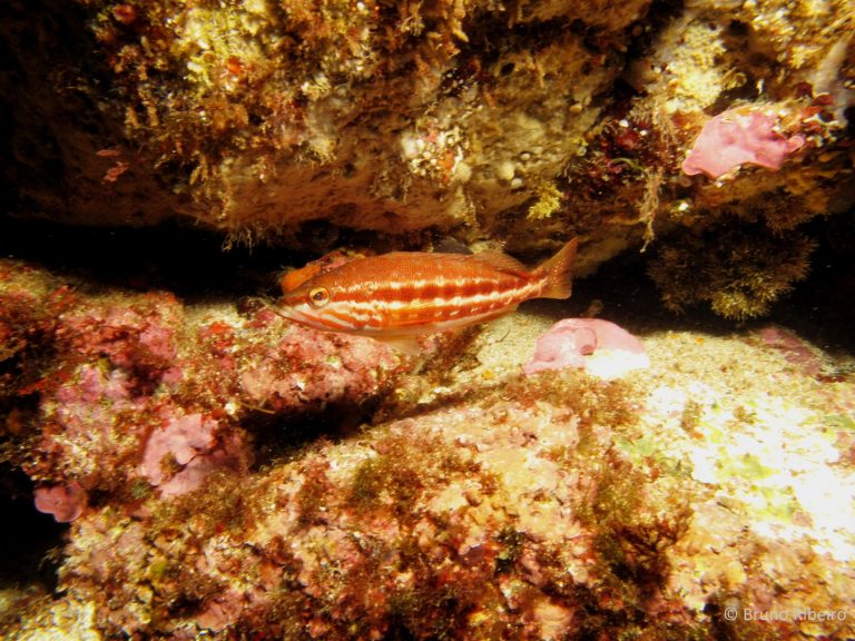 MarBIS – Sistema de Informação para a Biodiversidade Marinha