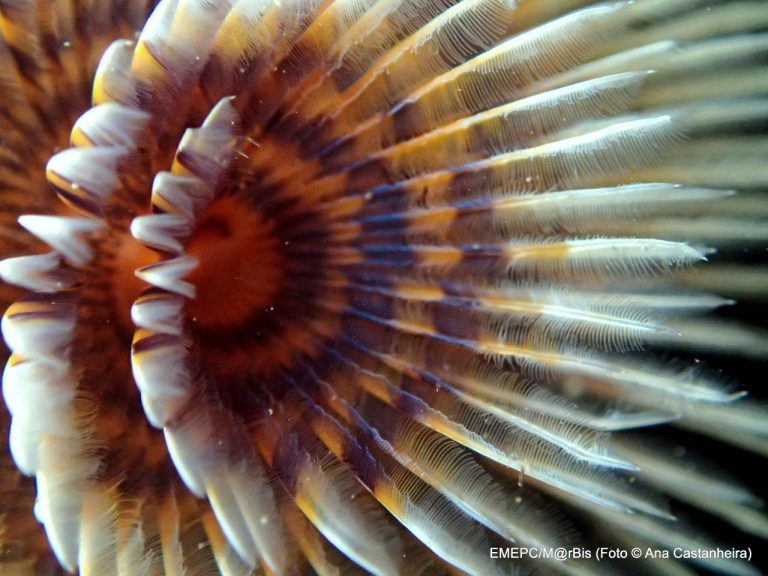 MarBIS – Sistema de Informação para a Biodiversidade Marinha