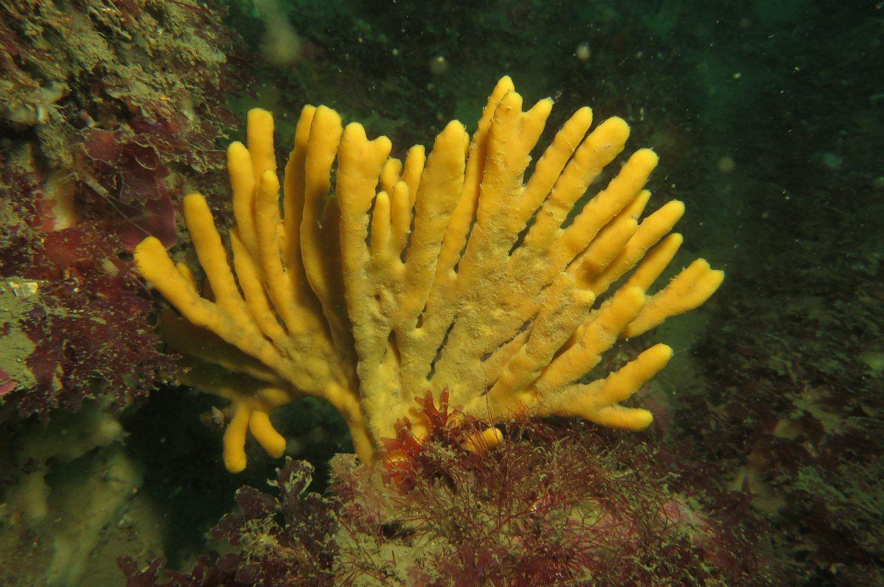 MarBIS – Sistema de Informação para a Biodiversidade Marinha