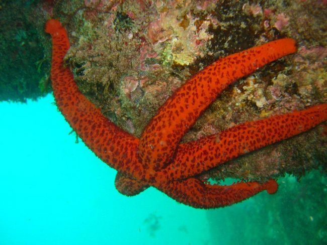 MarBIS – Sistema de Informação para a Biodiversidade Marinha